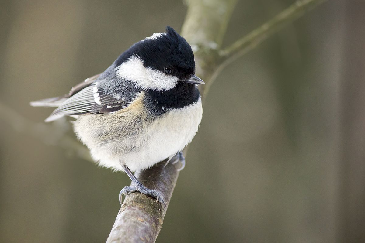Coal Tit Periparus Ater Songbird Factfile